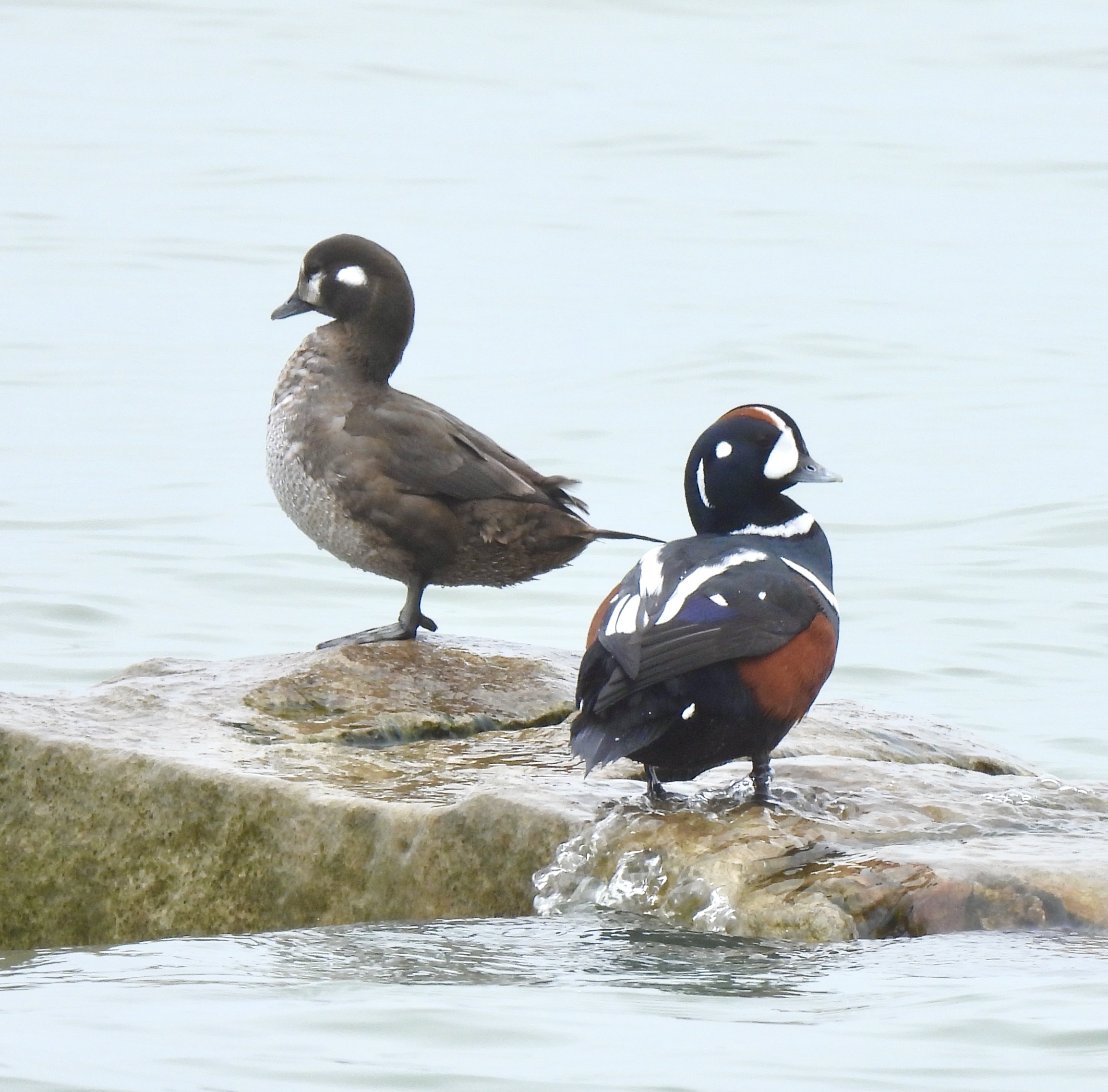 KeriBirder – it’s all about the birds…